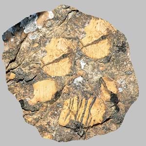 Diamictite vs Conglomerate